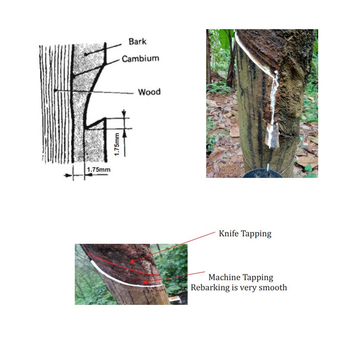 Buy Bholanath Portable Rubber Tree Tapping Machine BH-RT-3000VT Online ...